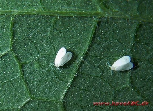 Havenyt.dk - Fjerne små hvide insekter i hækken