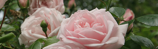 Havenyt.dk - Inspiration