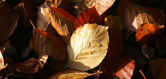 Havenyt.dk - Dyrkningsmetoder